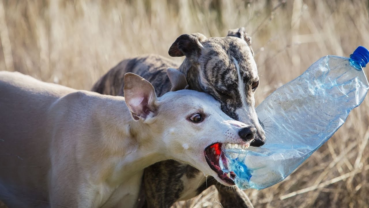 How To House Train Your Whippet Puppy Quickly and Easily - YouTube