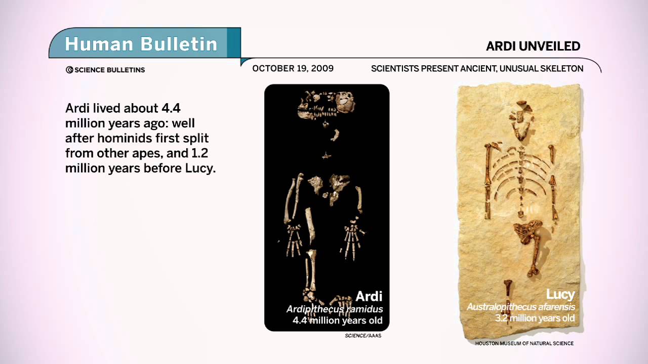 Science Bulletins: Ardi Unveiled - YouTube