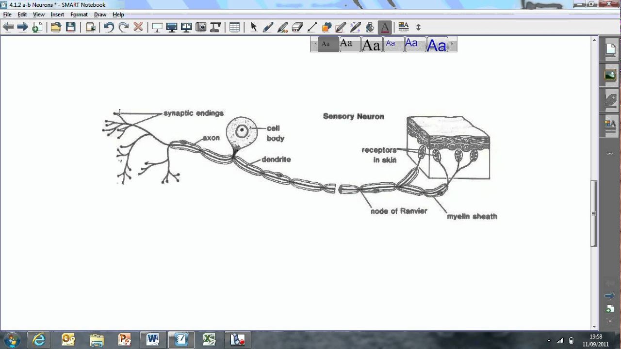 A2 OCR Biology 4.1.2 a-b Neurons.wmv - YouTube
