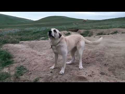 Volkodavs (wolfhounds) from Daghestan, North Caucasus