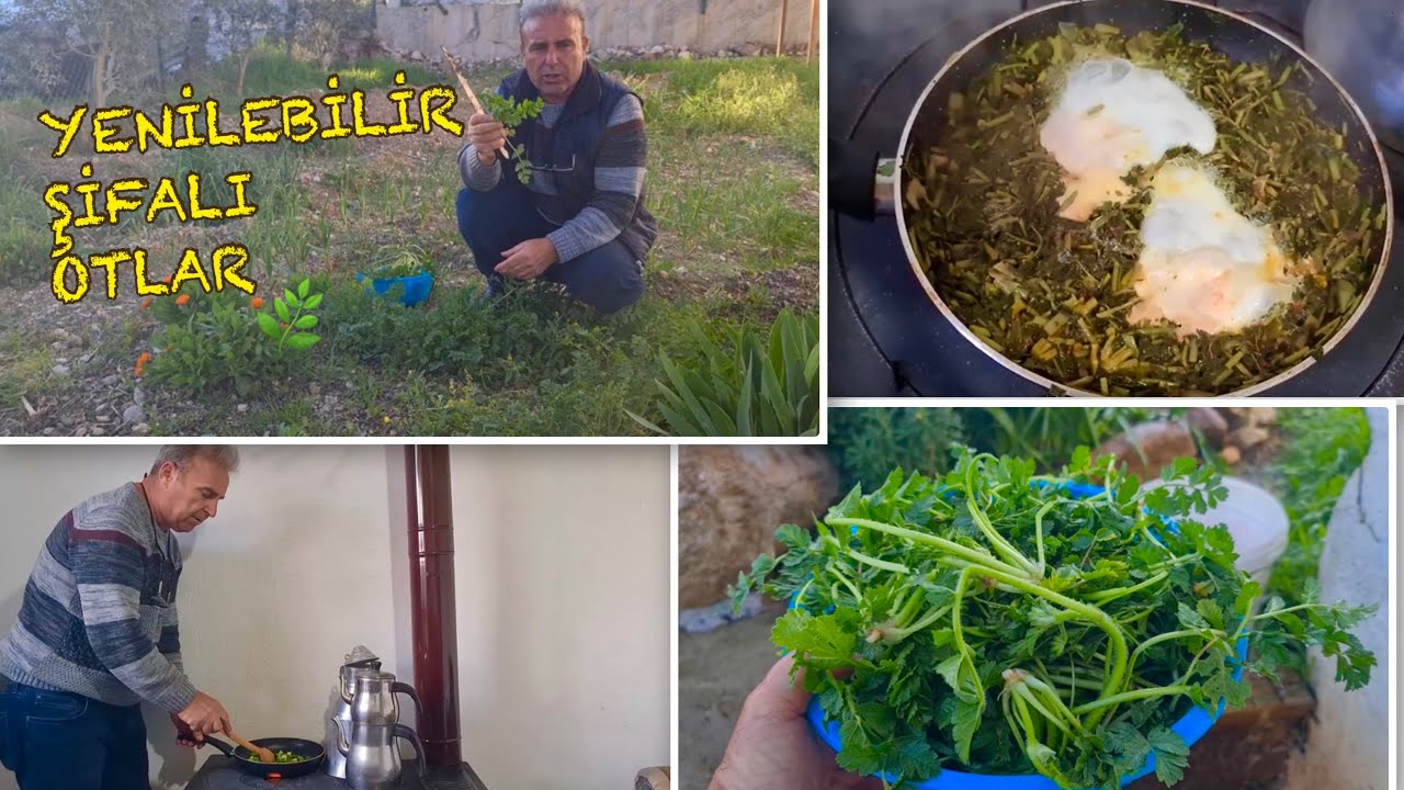 BAHÇEMİZDE ŞİFALI OTLAR İLE YEMEK YAPTIM 🌿 ŞİFALI OTLARI NASIL ...