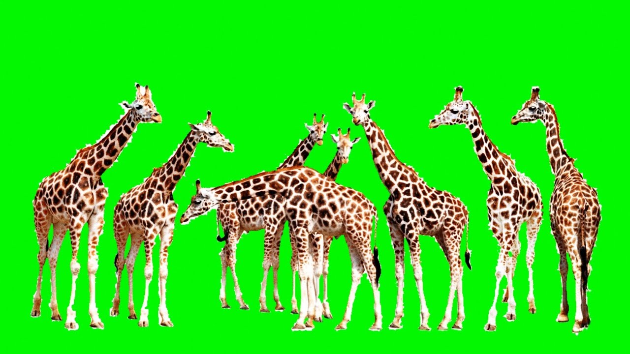 GreenScreen Animals |giraffe! green screen video | #GreenScreen_Animals ...