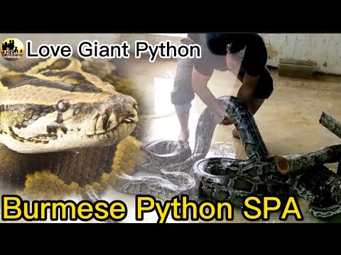 Jom Mandikan Ular | Giant Burmese Python Spa #wildlife #snake #snakeeducation #perlis #TUR - YouTube