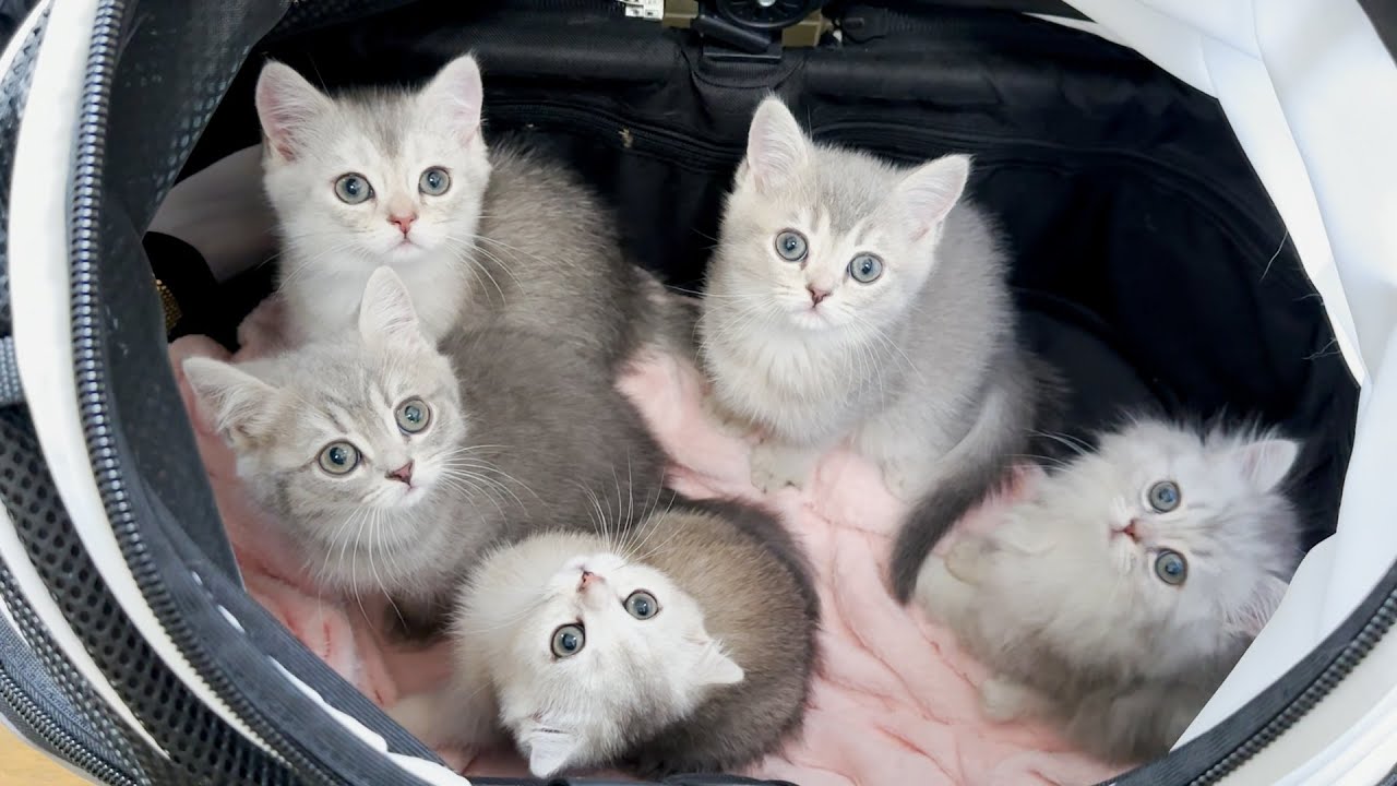 Five kittens go to the animal hospital for the first time. - YouTube