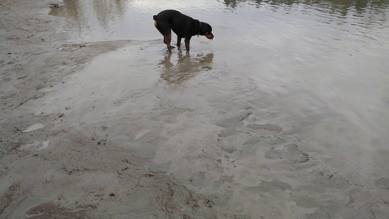 Rottweiler in mucky sand - YouTube