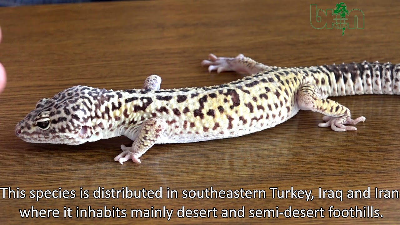 Meet 4 rare Eublepharidae species from BION Terrarium Center - YouTube