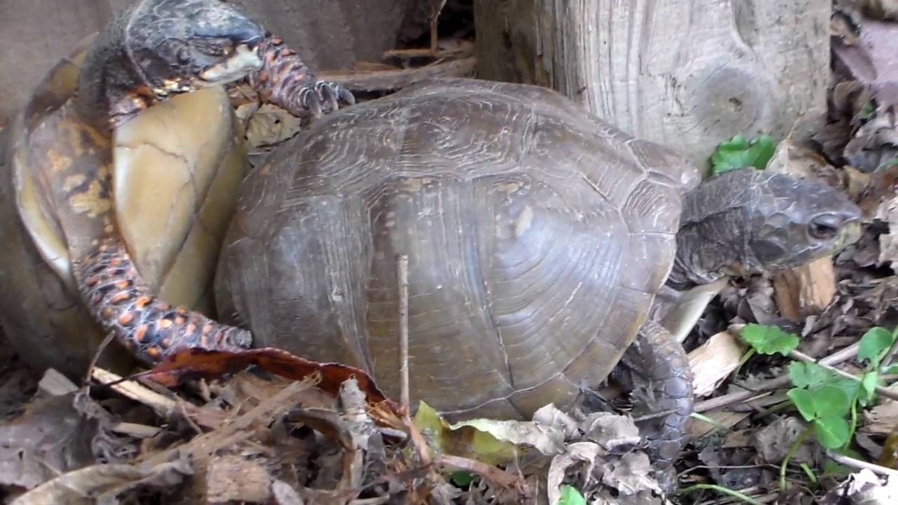 Turtles Mating (Horny Three Toed Box Turtles) Charlie and Carmella ...