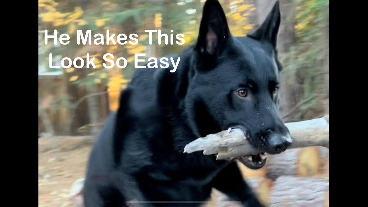German Shepherd Agility 🤩 Nature's Obstacle Course for Dogs - Aric ...