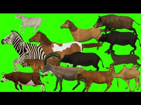 animals green screen video // all animals running green screen ...