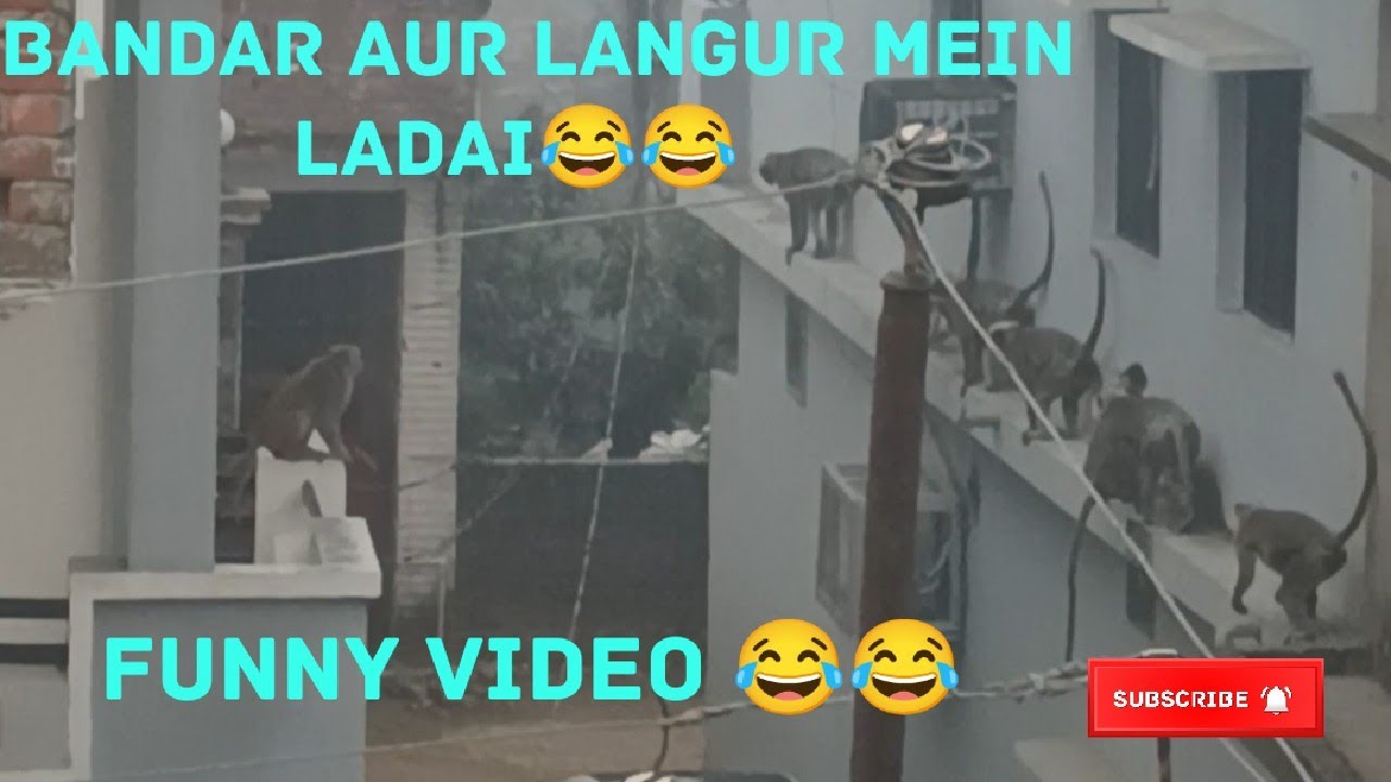 Bandar aur langur Ki Ladai | funny monkey🐒#monkeys#comedyvideo # ...