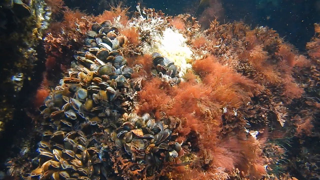 Clear Winter Water In Denmark (Underwater Footage) - YouTube