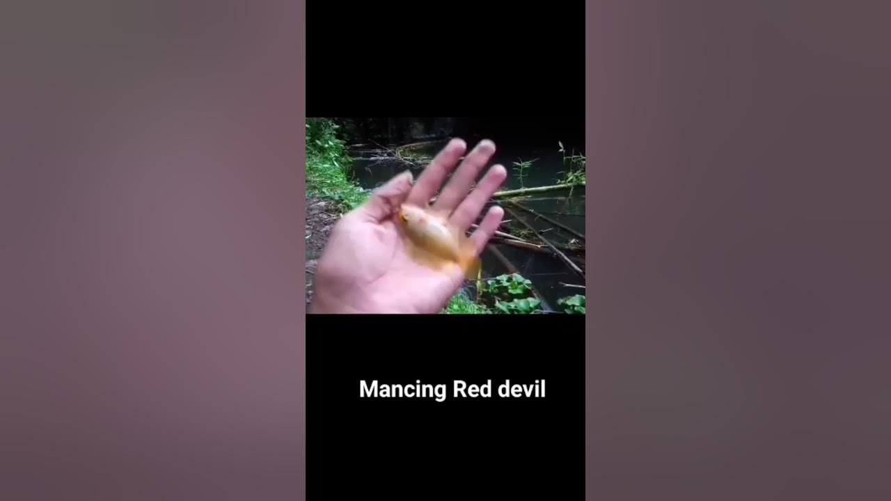 ngabuburit Sambil Mancing Ikan Red devil #fyp - YouTube