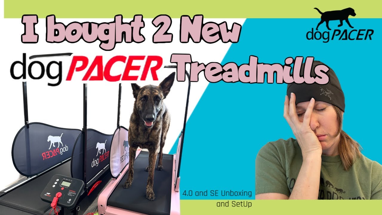 I Bought 2 New Dog Pacer Treadmills - YouTube
