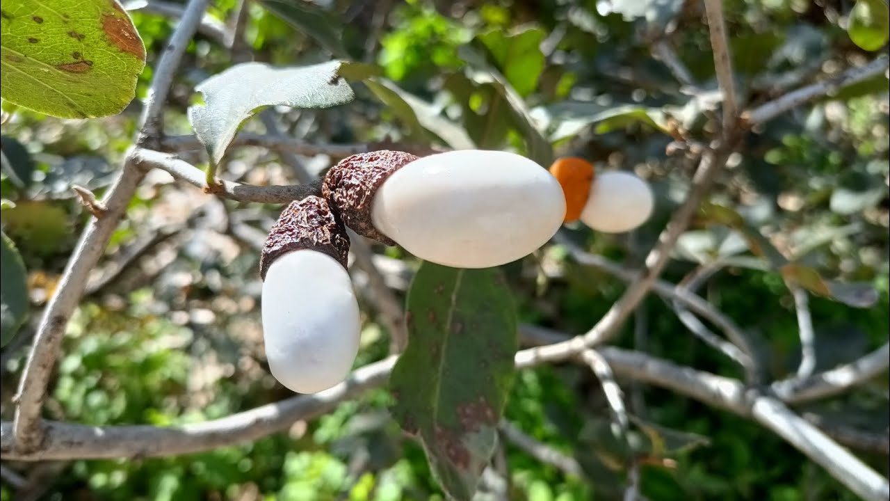 Safed bhilawa white Biba tree 🌲 kya📱 9604120694 🤙 - YouTube