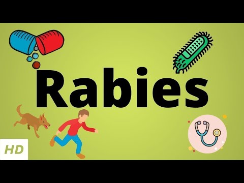 Are Ferrets Prone To Rabies?