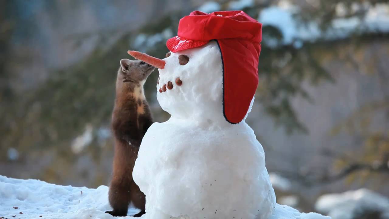 Wild Shorts - The Snowman Thief - YouTube