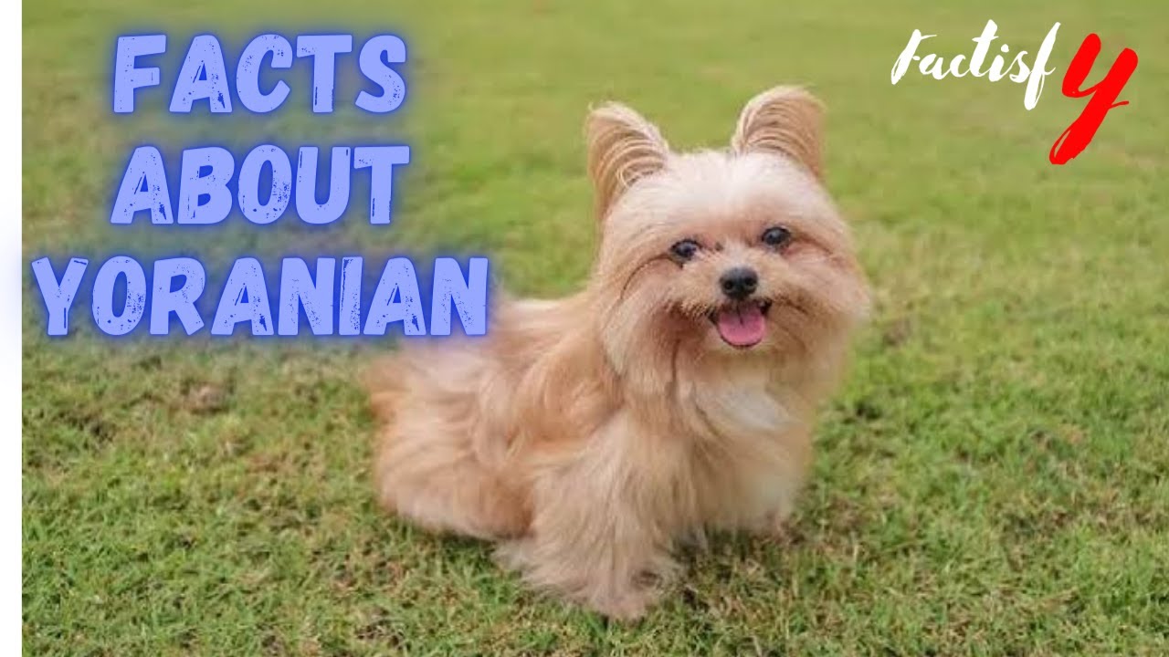 Interesting Facts You Should Know About Yoranian Dog - YouTube