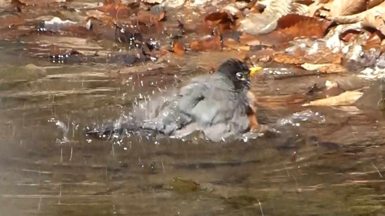 American robin - wild bird taking bath in small stream - #birds # ...