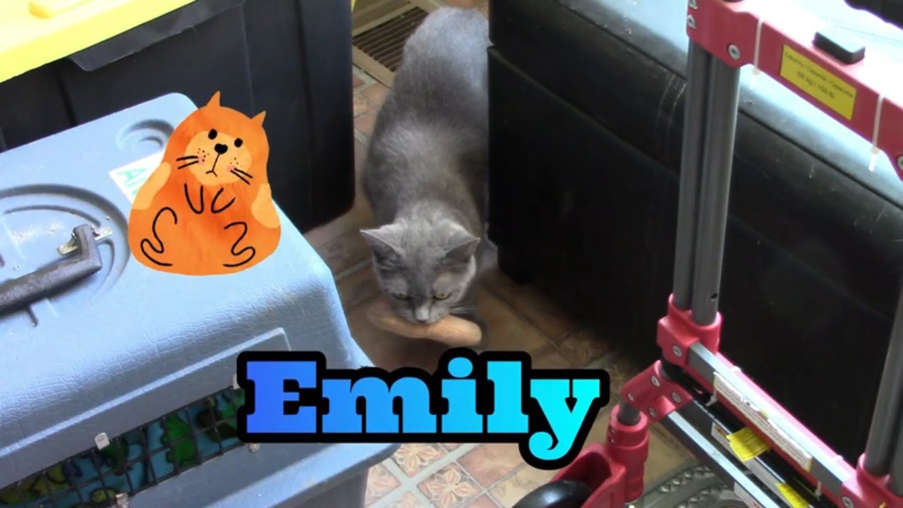 Emily Cat Meowing With A Donut In Her Mouth! 🍩 - YouTube