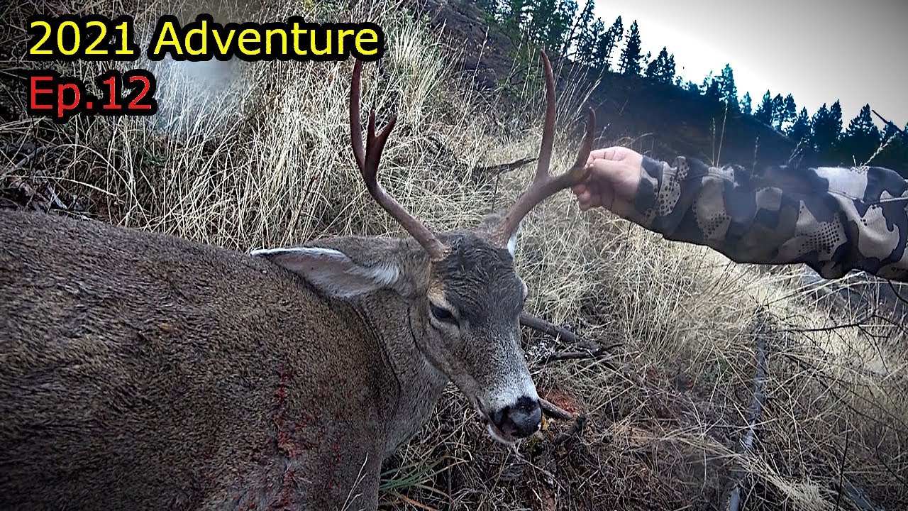A Blessing in Disguise | 2021 Blacktail Deer Hunting - YouTube