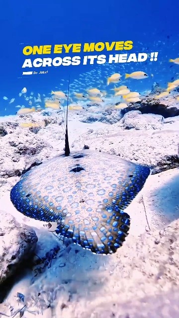 Flatfish: The Sideways Swimming Predator‼️ #shorts #flatfish - YouTube