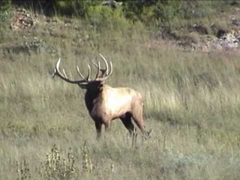 Elk Hunting Red Canyon Ranch New Mexico - YouTube