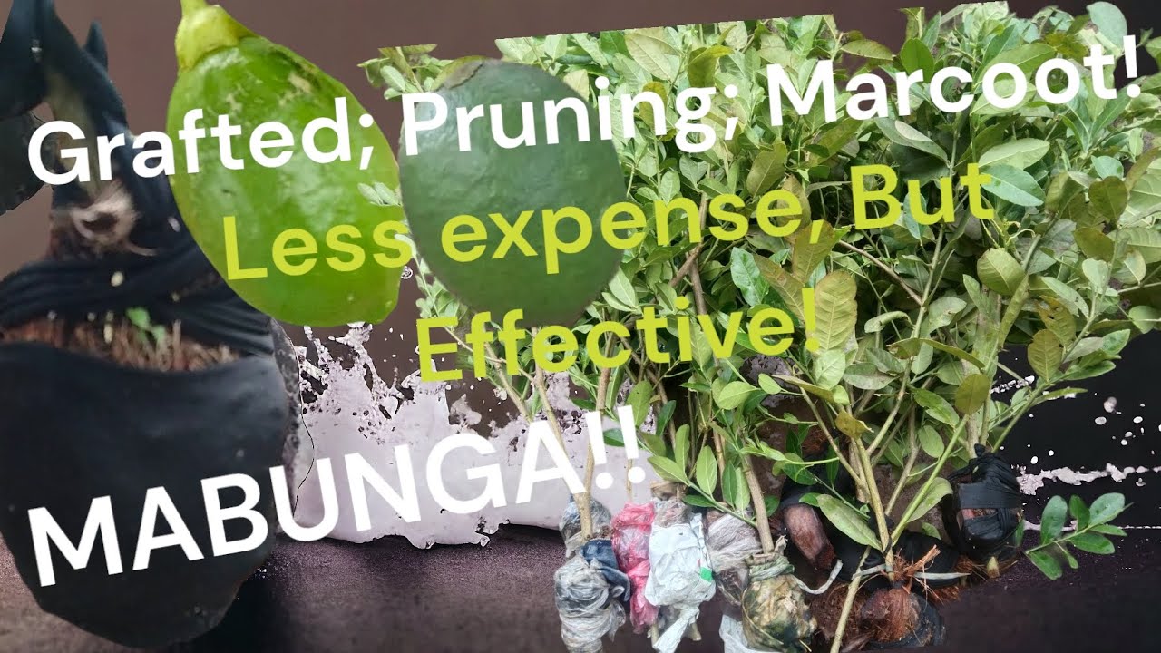 LEMONADE 🍋; MABUNGA 💯Less expense But Effective! HOW?? #smallyoutuber # ...