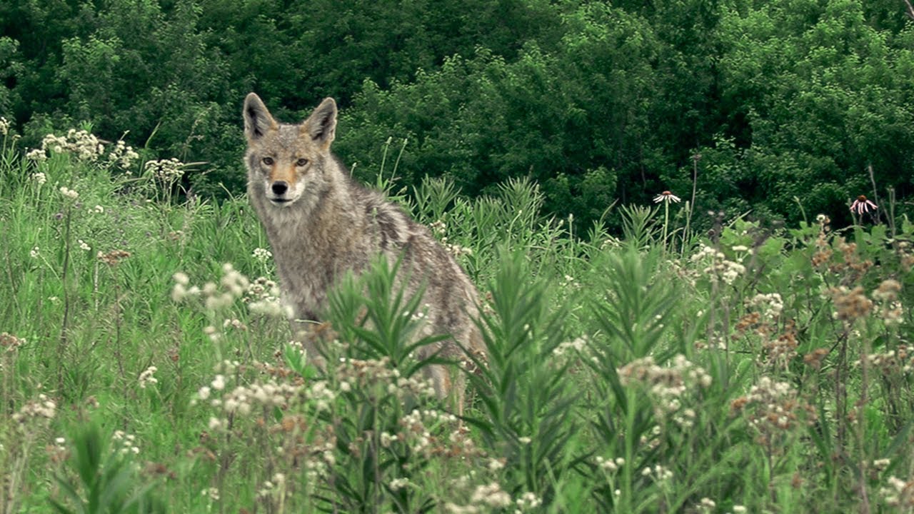 Aggressive Kansas Coyotes at 15 Yards - YouTube