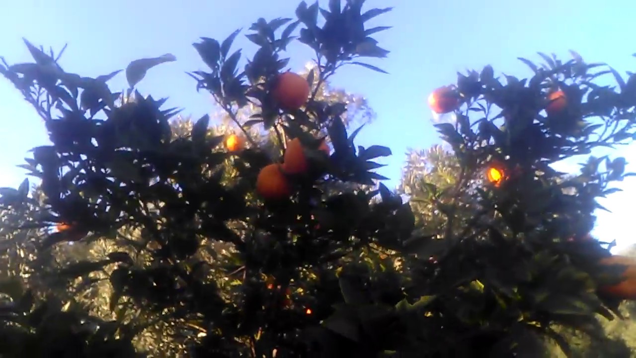 Turunç faydaları nelerdir turunç meyvesinin faydaları yararları ...