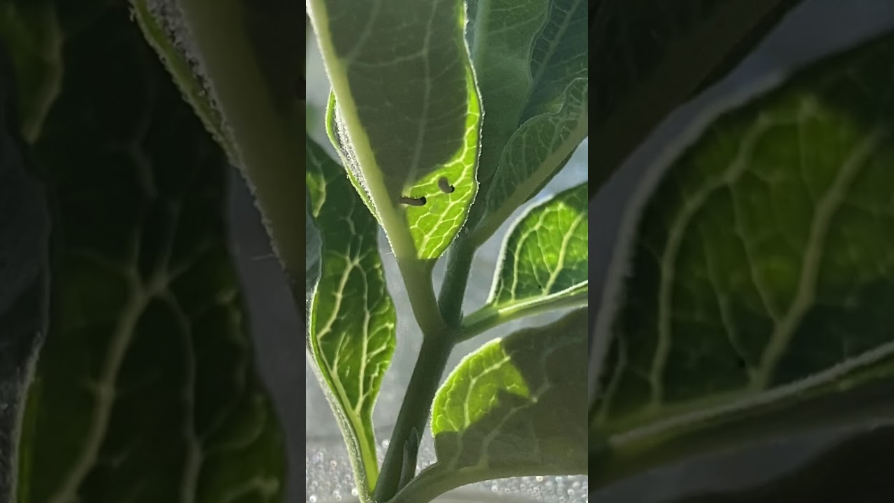 Monarch caterpillar emerging from its egg - YouTube