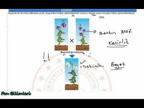 Çekinik ve Baskınlık durumunda kesinlik