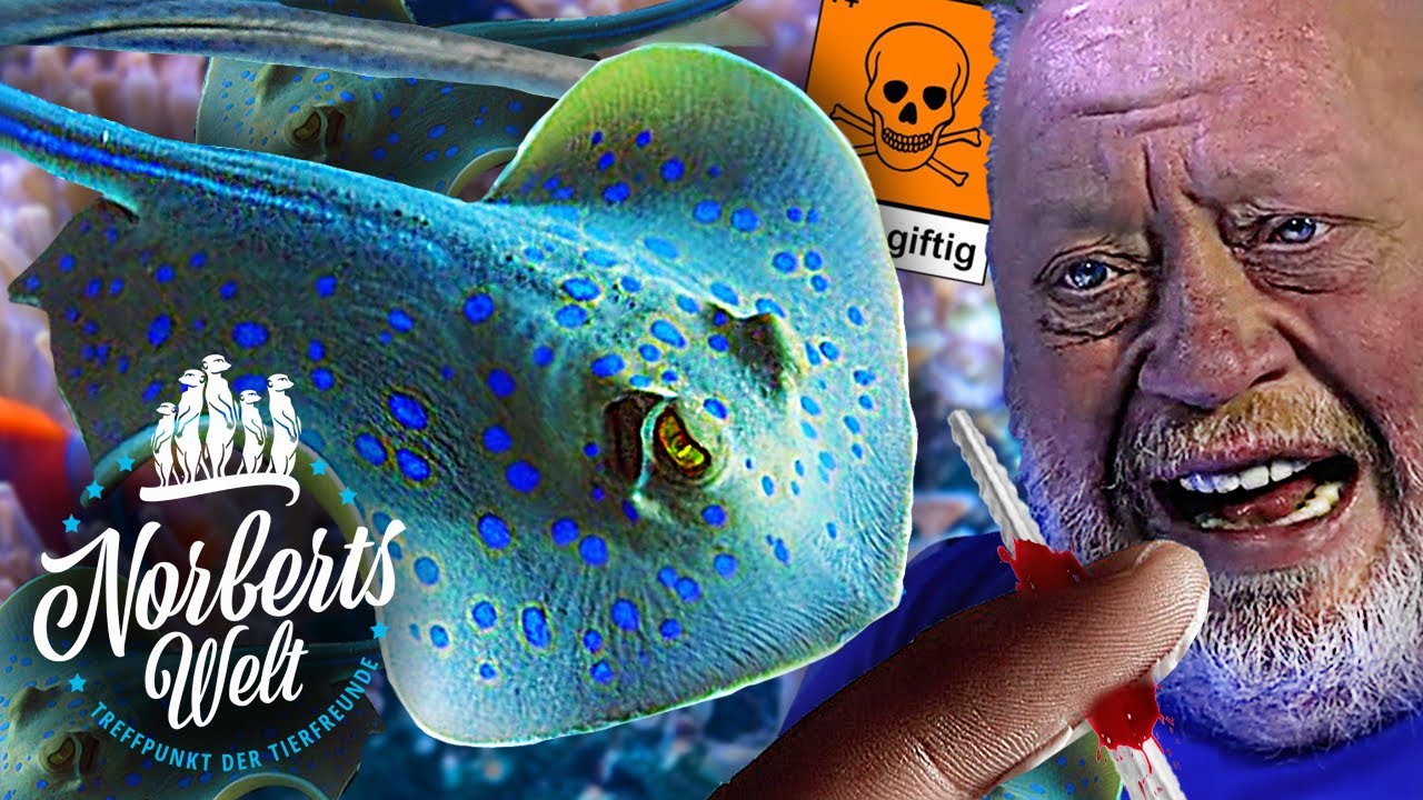 Vom BLAUPUNKTROCHEN ERSTOCHEN | Wo Rochen den Stachel haben | NORBERTS ...