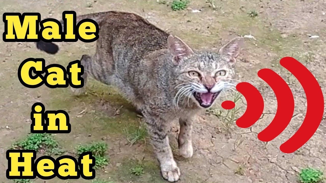 Male Cat in Heat Sound | Male Cat Calling Female | Male Cat Mating Call ...