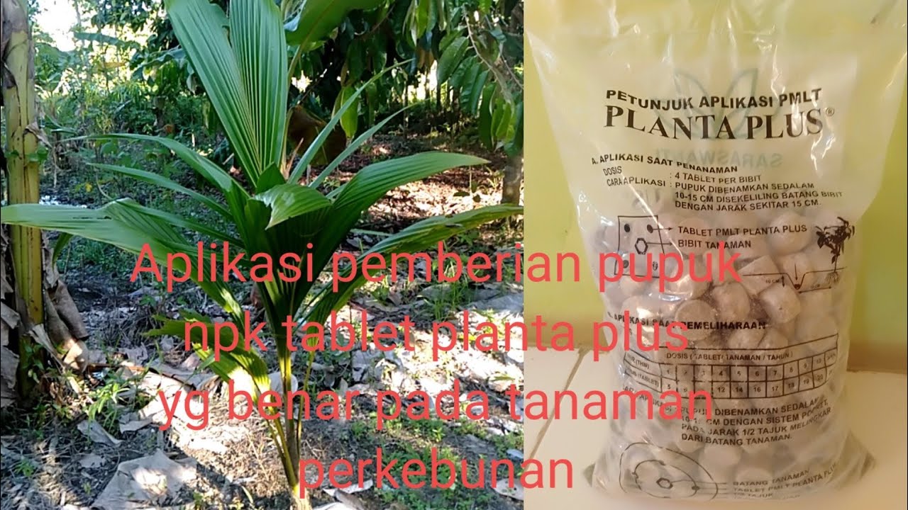 cara aplikasi dan dosis pemberian pupuk planta plus yang benar pada ...