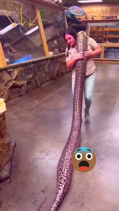 Giant Python - YouTube