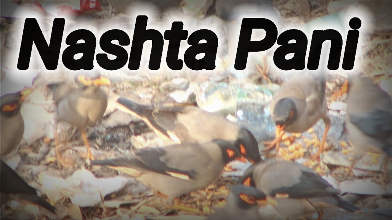 Nashta pani - Bird breakfast - YouTube