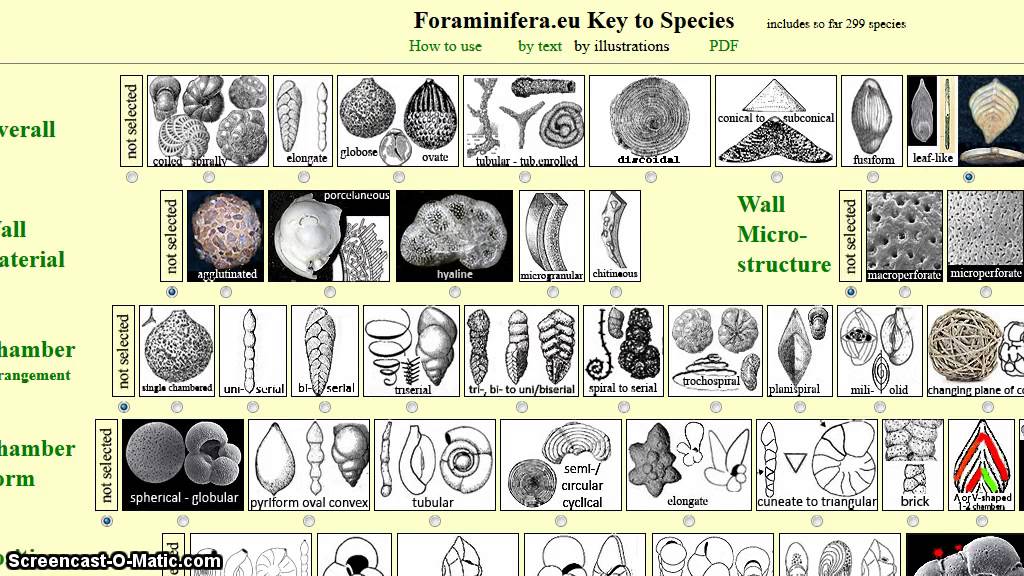 Foraminifera.eu Key to Species - YouTube