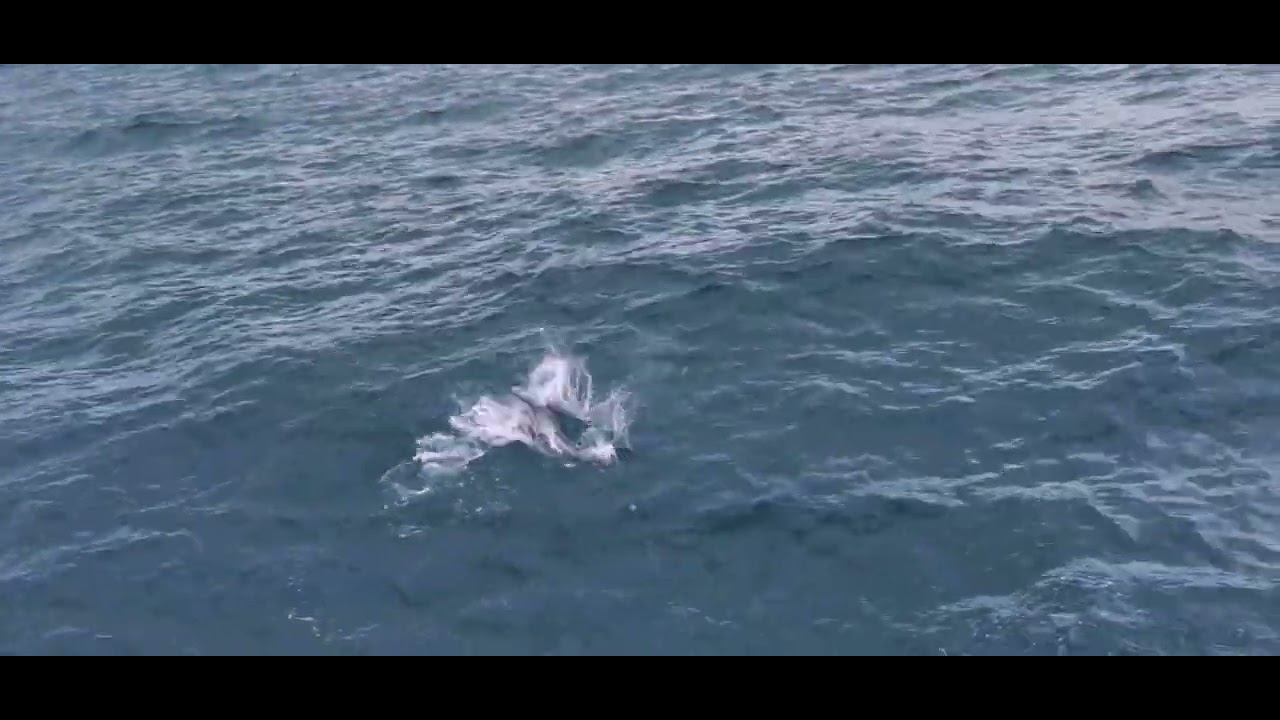 Catching 22 Tunas and a Sailfish in Quepos Costa Rica with Big Eye 2 ...