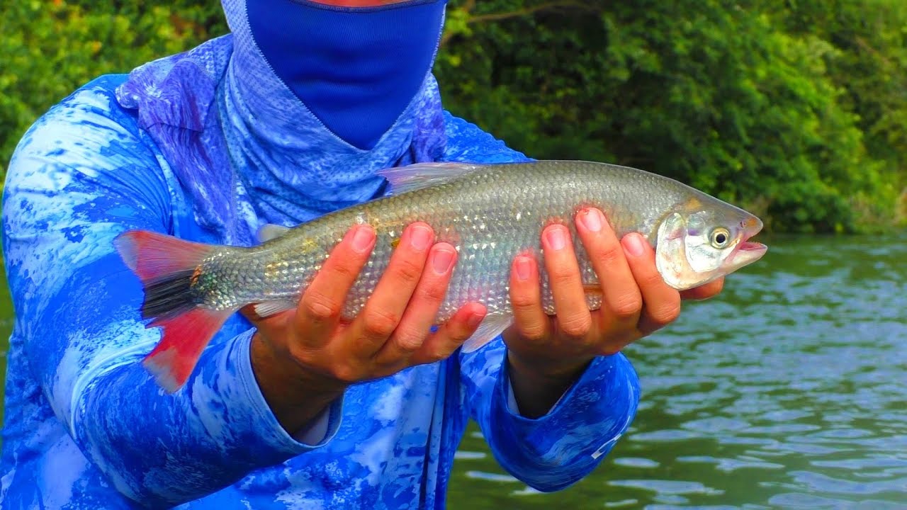 These Fish are Everywhere! Light Lure Fishing for Brycon - YouTube