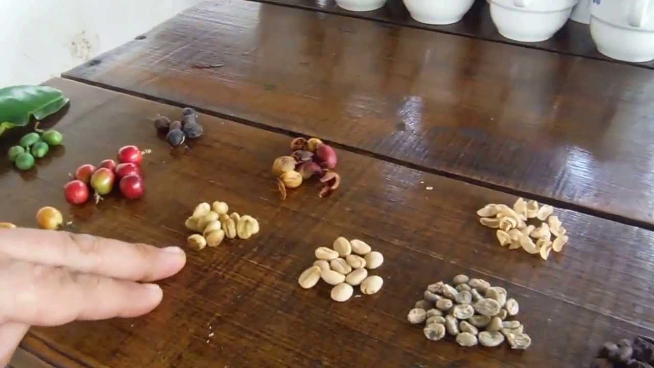 El proceso del café (Colombia) - YouTube