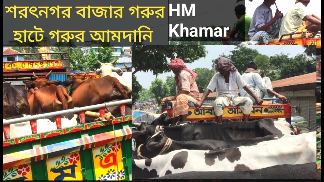 শরৎনগর বাজার গরুর হাটে গরু আমদানি।Cattle import at Saratnagar Bazar cow ...