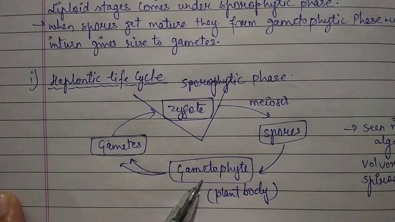 Haplontic life cycle - YouTube