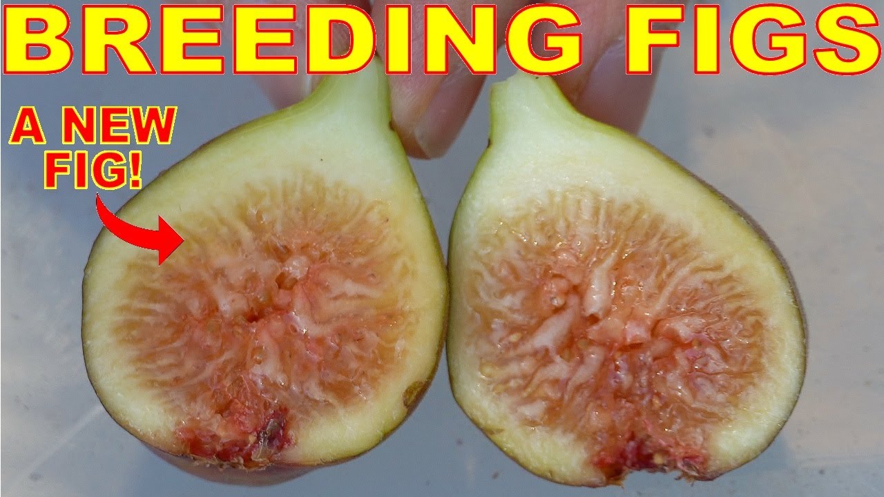SUCCESS! We Bred Our First BRAND NEW Fig Variety! - YouTube