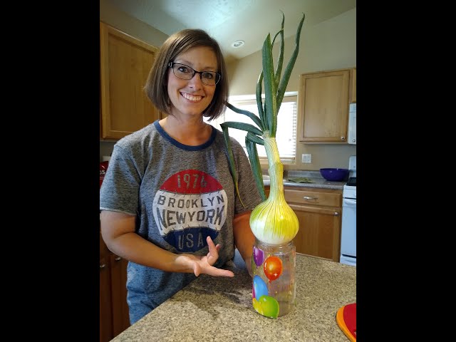Kelsae Sweet Giant Onion Sets