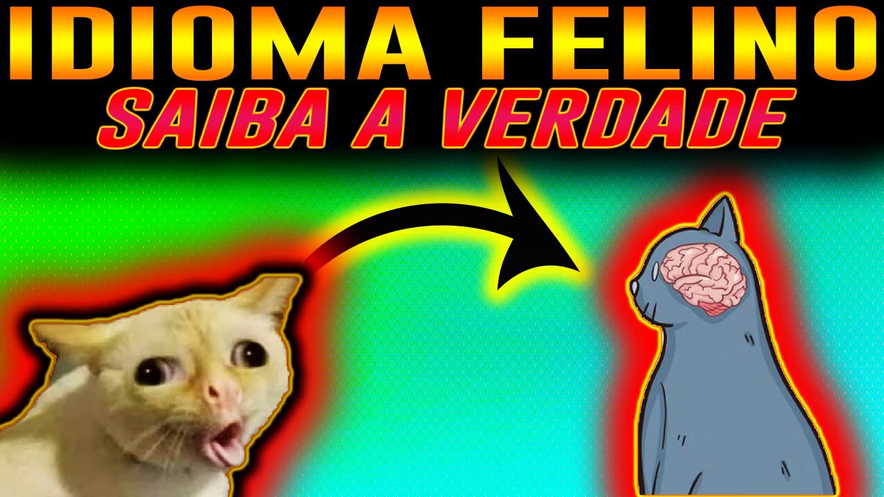 SAIBA TUDO SOBRE O IDIOMA FELINO A LINGUA DO GATO! PDF IDIOMA FELINO ...