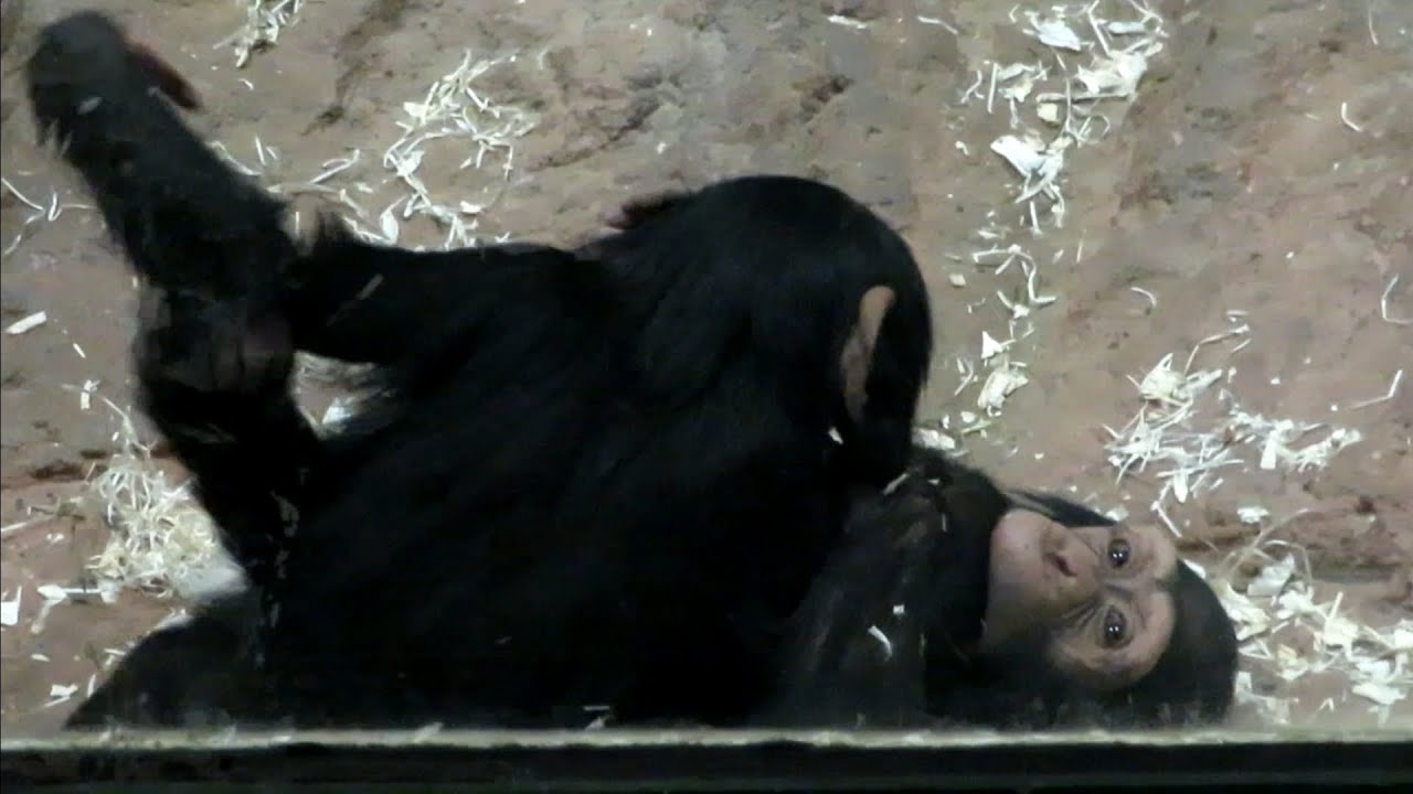 Young Chimps Play Fighting at Welsh Mountain Zoo - 22/01/23 - YouTube