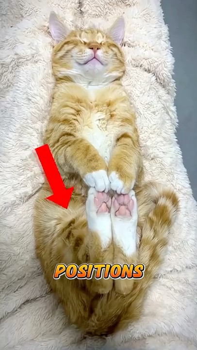Weird CATS Nap POSITIONS🥱 #cats #shorts - YouTube