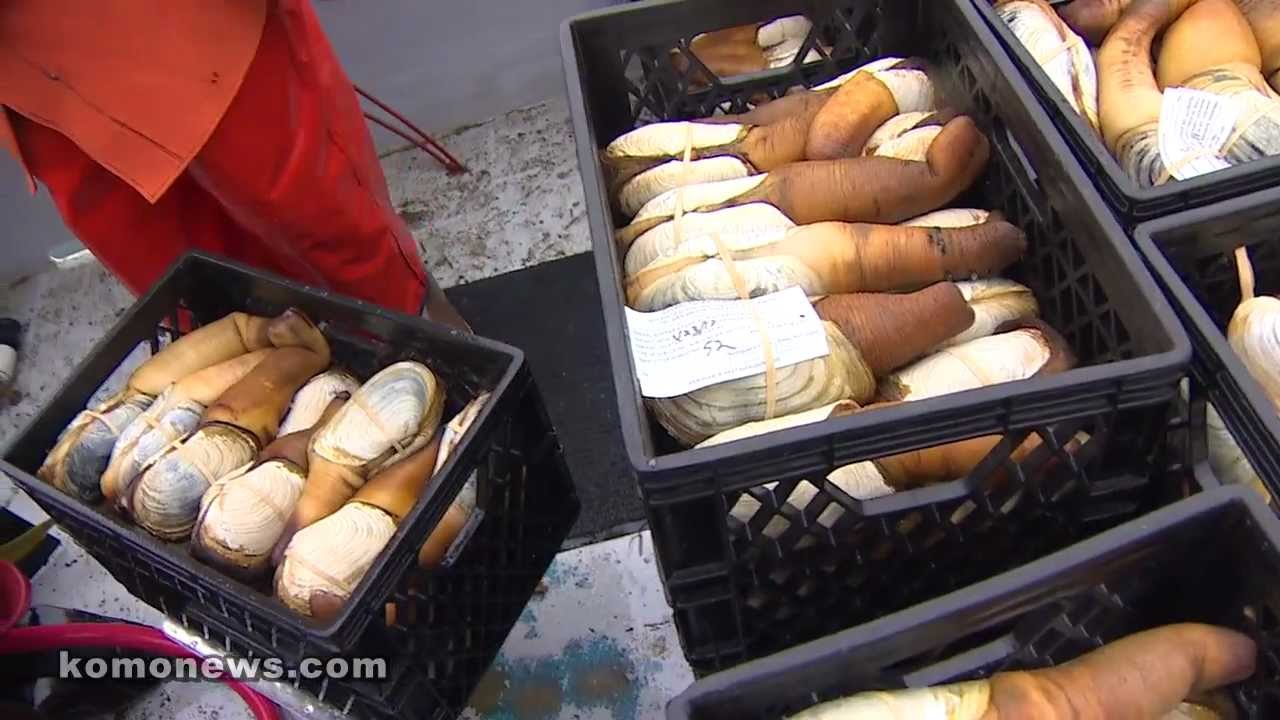 Geoduck Fishing - YouTube