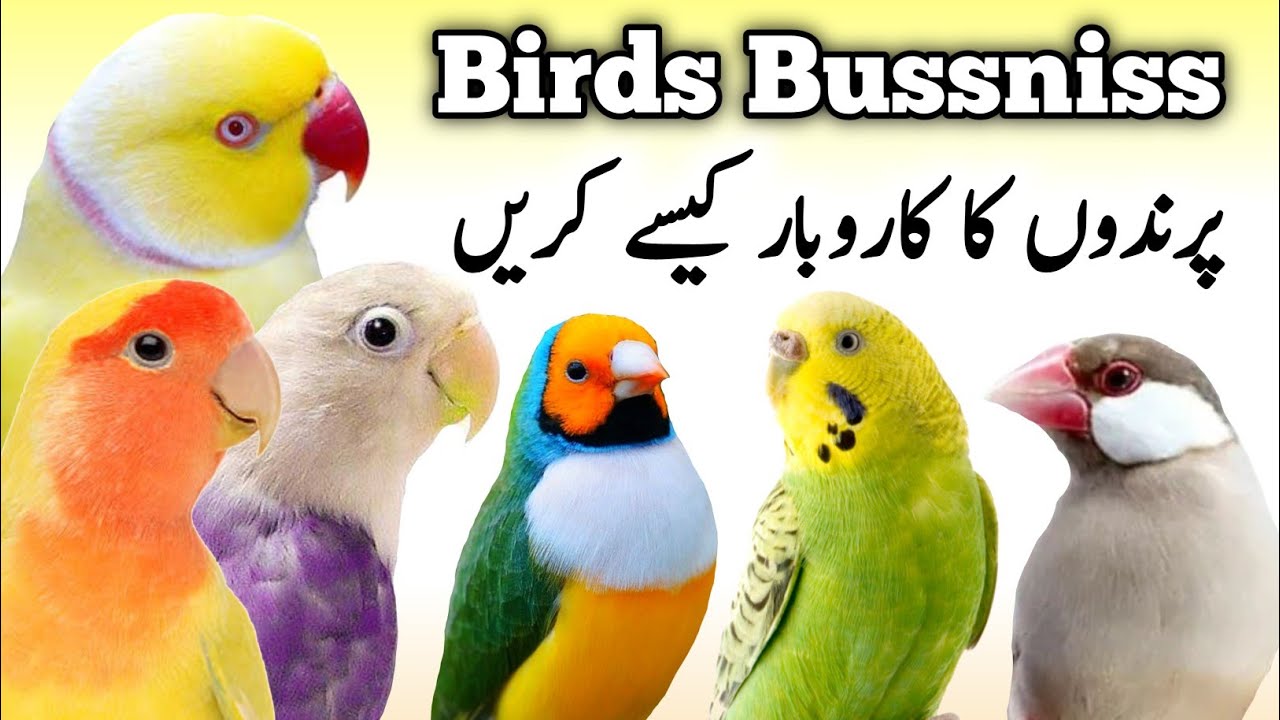 Birds business ideas | How to Start Birds Bussniss and Eran money ...