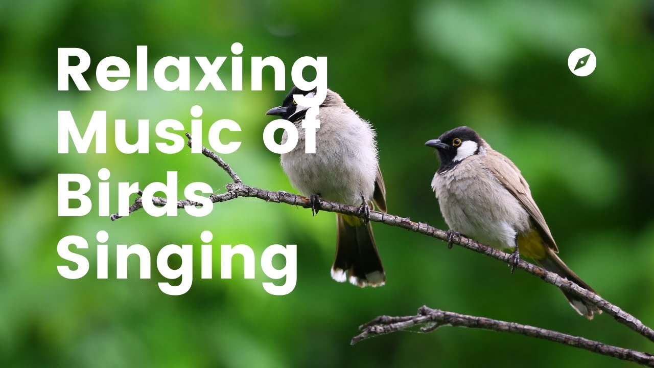 Relaxing Music with Birds Singing - Beautiful Piano Music & Guitar ...